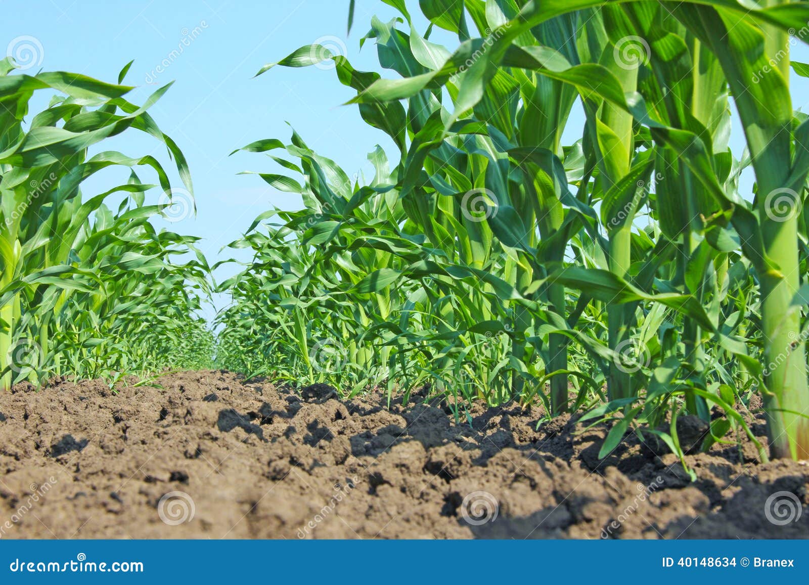 Young Green Corn stock photo. Image of grain, agricultural - 40148634