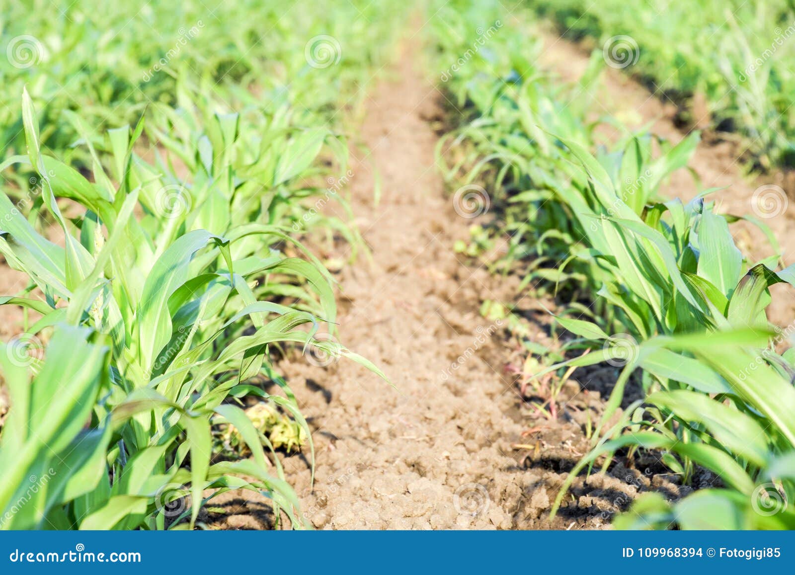 Young Green Corn on the Field. Corn Field in the Spring Stock Photo ...