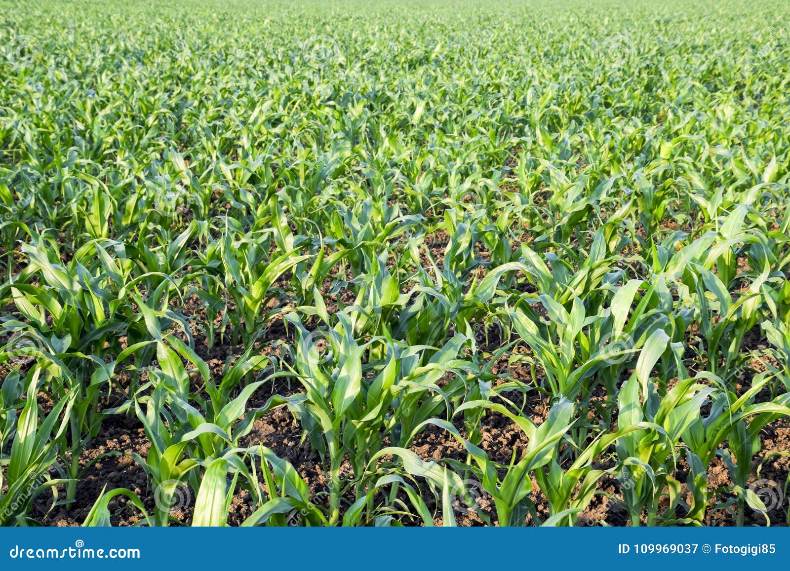 Young Green Corn on the Field. Corn Field in the Spring Stock Image ...