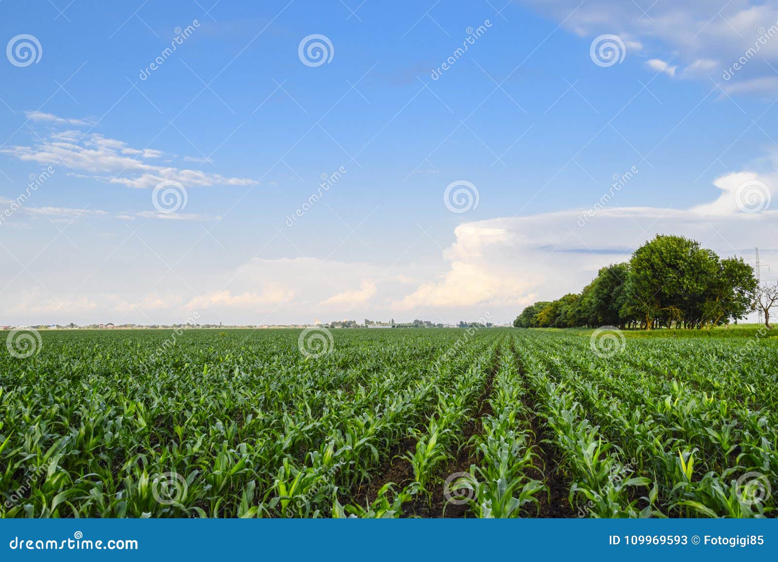Young Green Corn on the Field. Corn Field in the Spring Stock Image ...