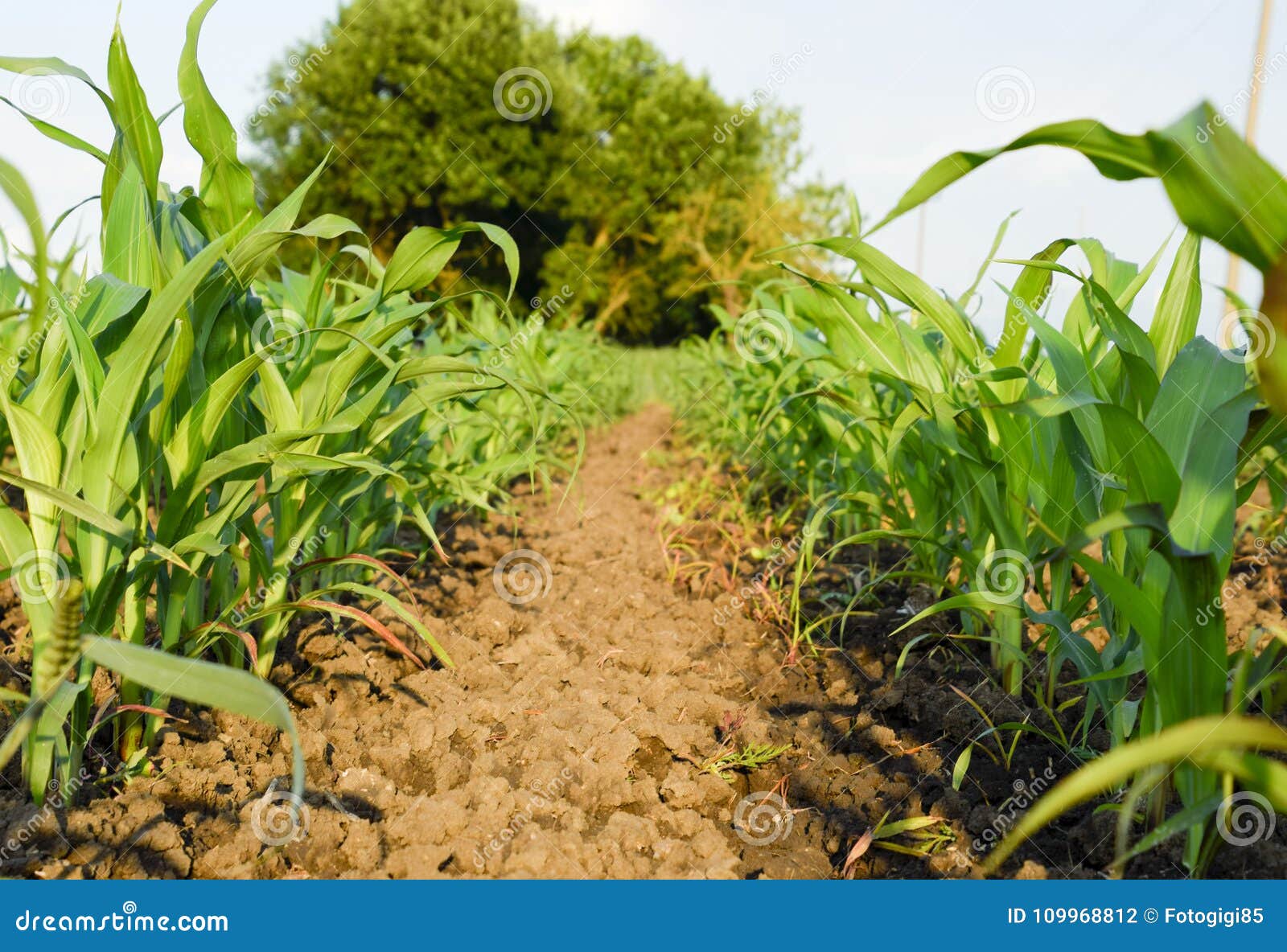 Young Green Corn on the Field. Corn Field in the Spring Stock Photo ...