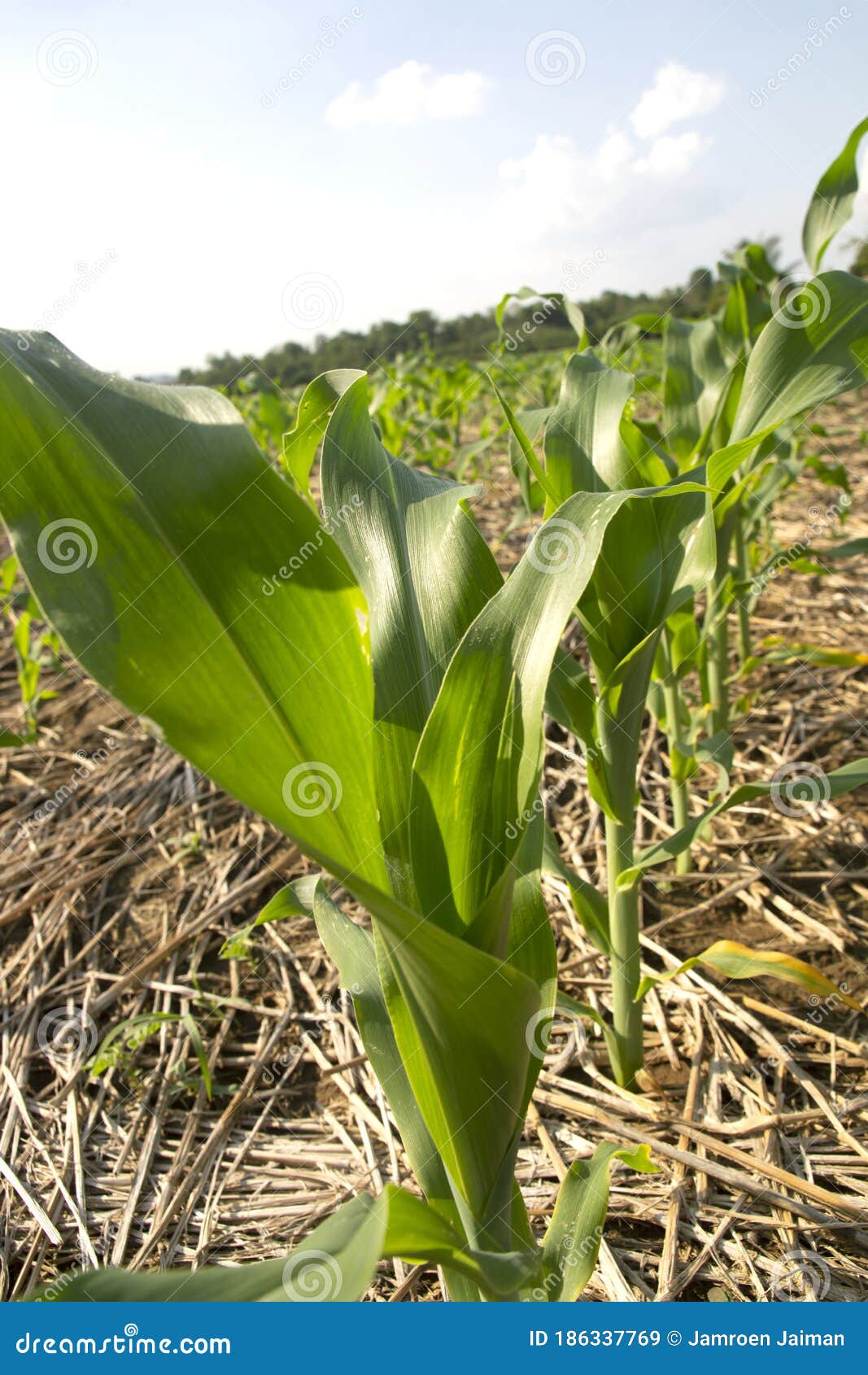 Young Green Corn Growing on the Field. Young Corn Plants Stock Image ...