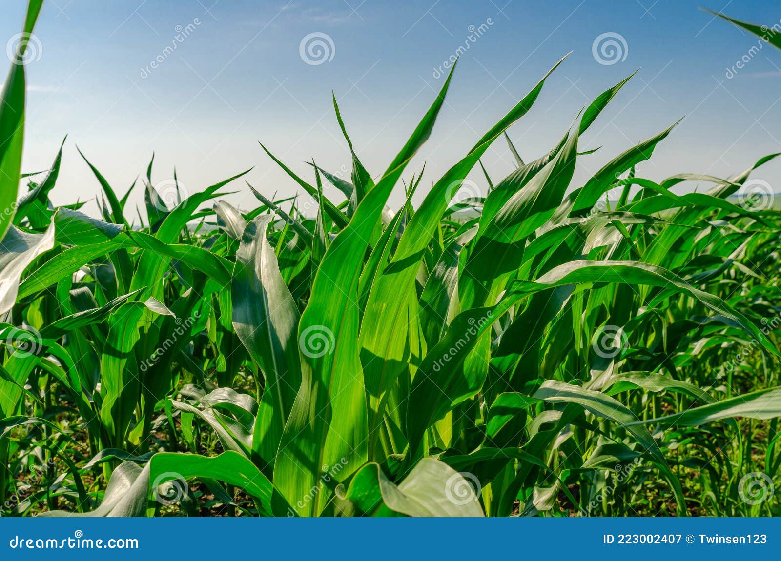 Corn Growing Egypt Stock Photos - Free & Royalty-Free Stock Photos from ...