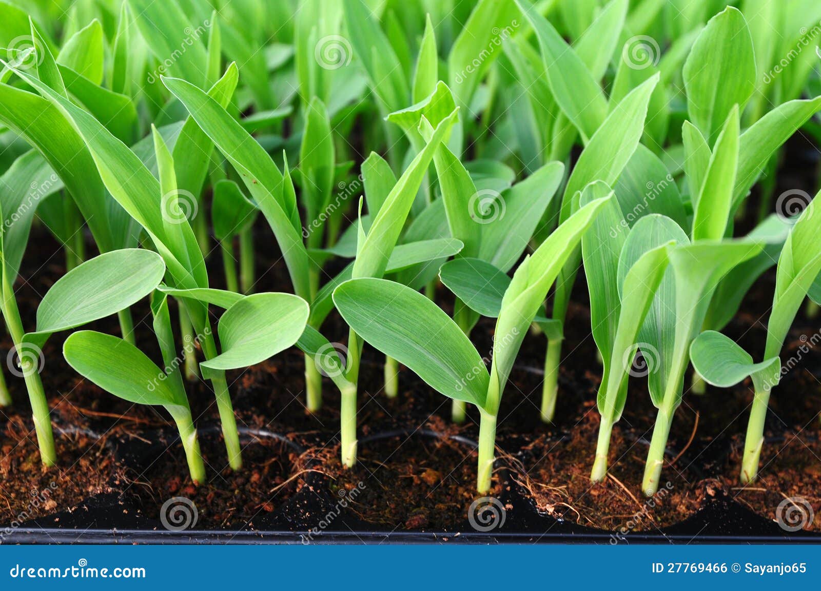 Young Green Corn, Maize, Sweet Corn Seedling Stock Photo - Image of ...