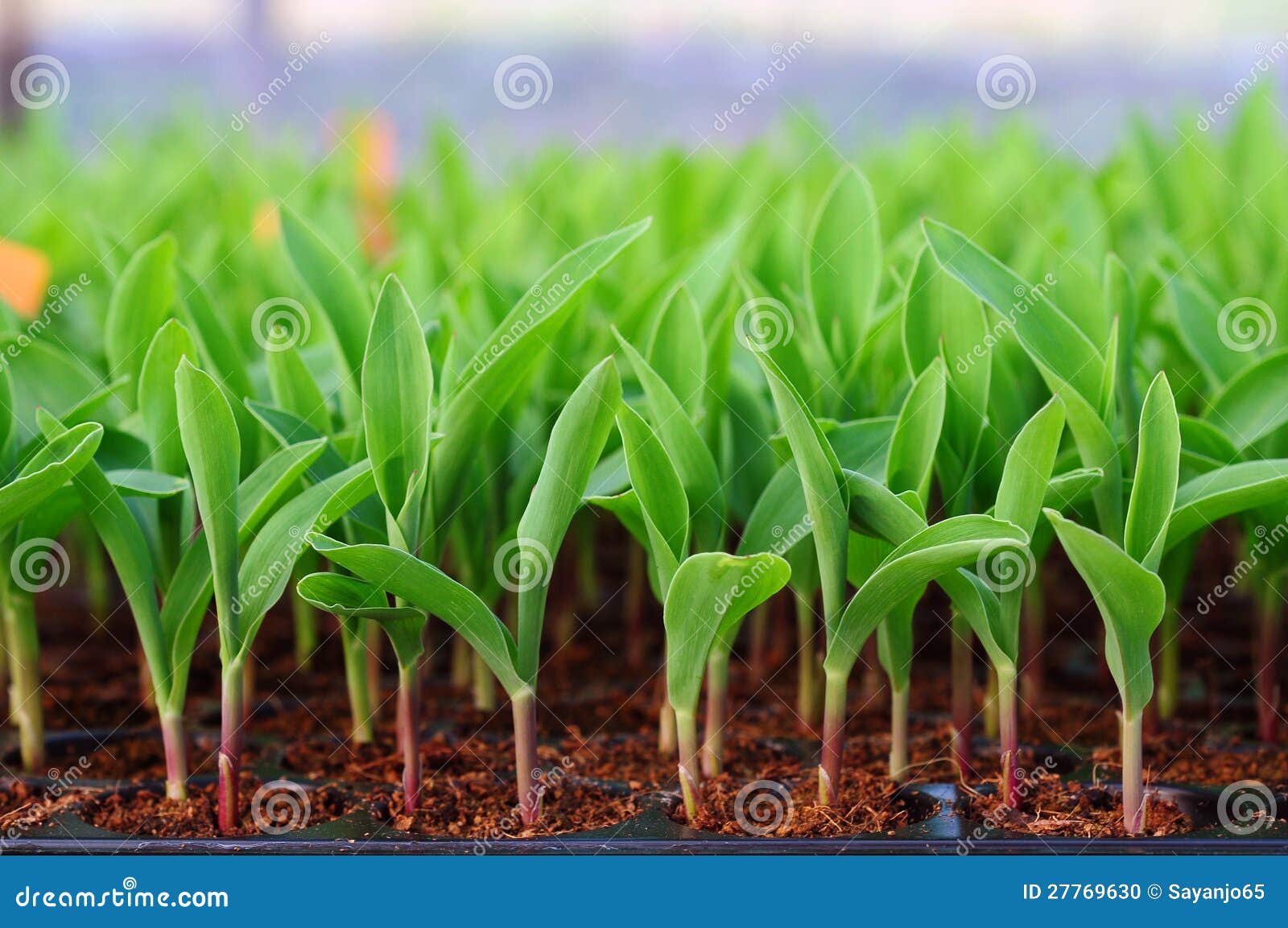 Young Green Corn, Maize, Sweet Corn Seedling Stock Photo - Image of ...