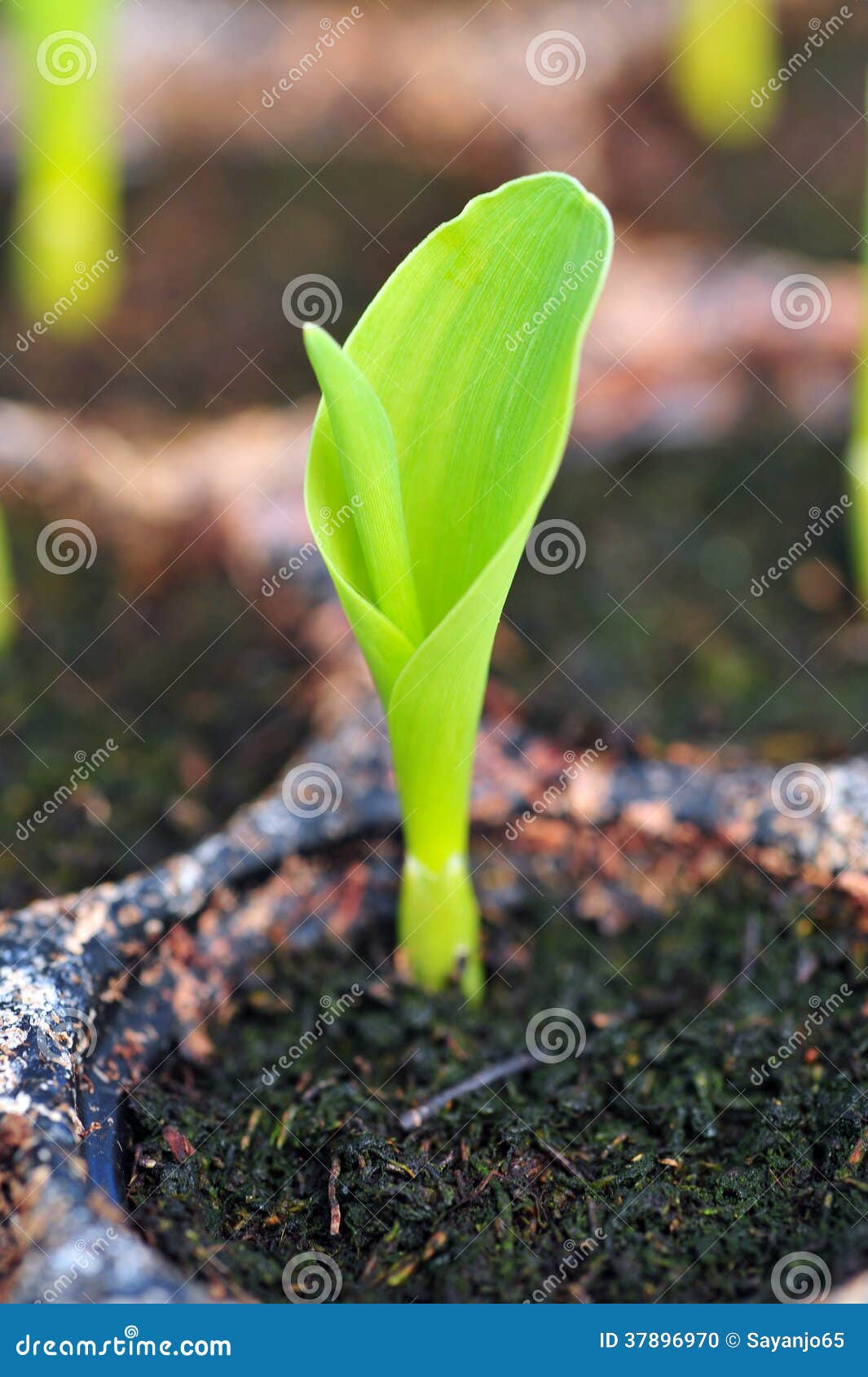 Young Green Corn, Maize, Sweet Corn Seedling in Pod for Experiment ...