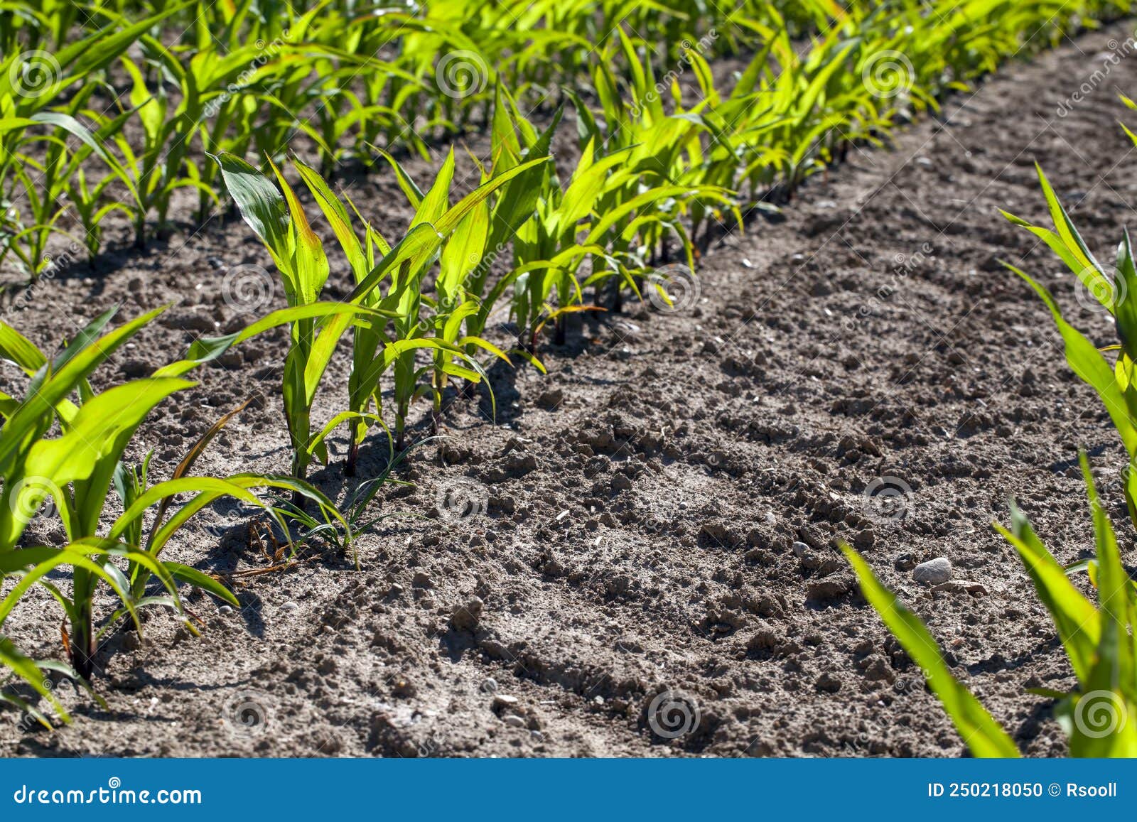 Agricultural Field with Corn in Soil and Mud Stock Photo - Image of ...