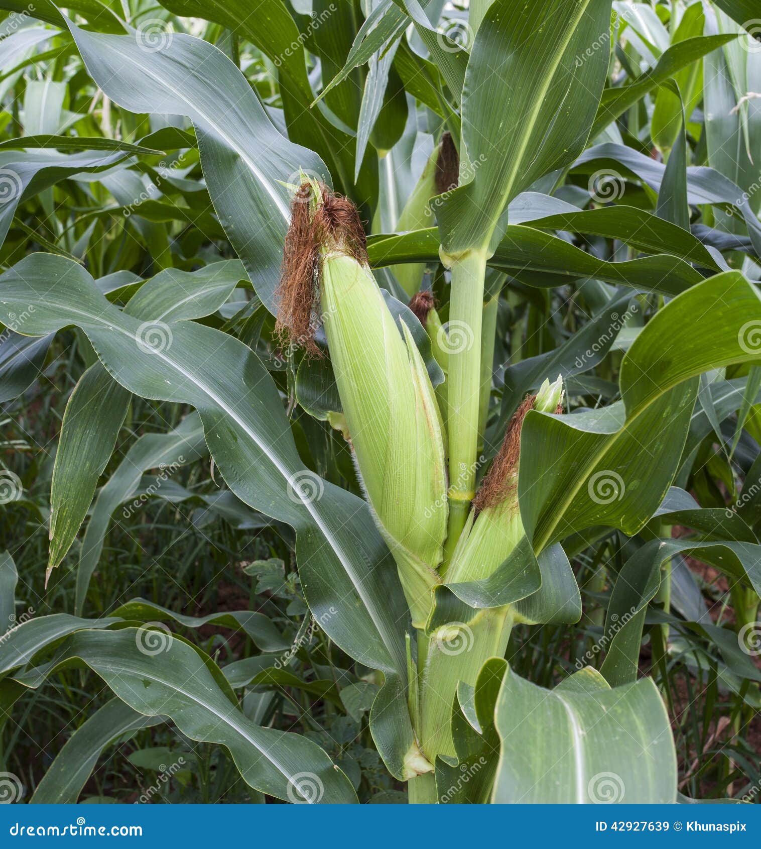 Young Green Corn on Plant Farm Stock Image - Image of corn, tree: 42927639