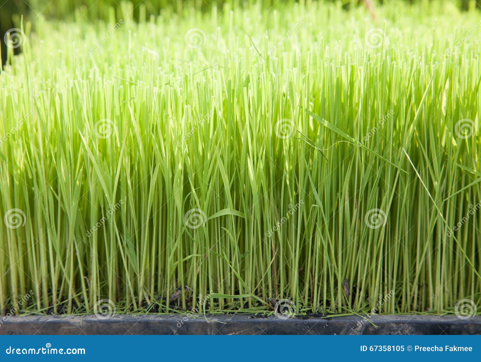 Young green crops stock image. Image of grow, growing - 67358105