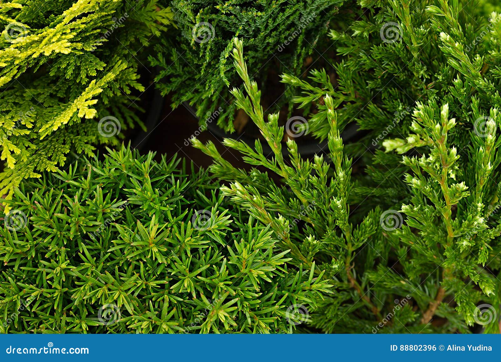 Young Green Different Conifer Branches Top View Close Up Background ...