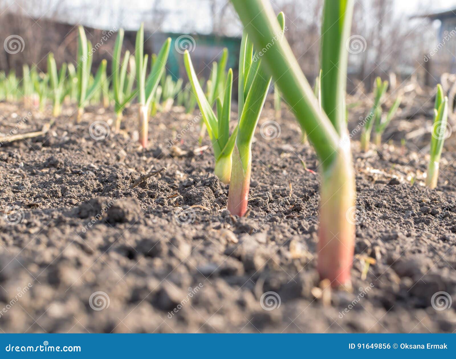 Young Green Garlic Sprout on Black Bed Stock Photo - Image of closeup ...