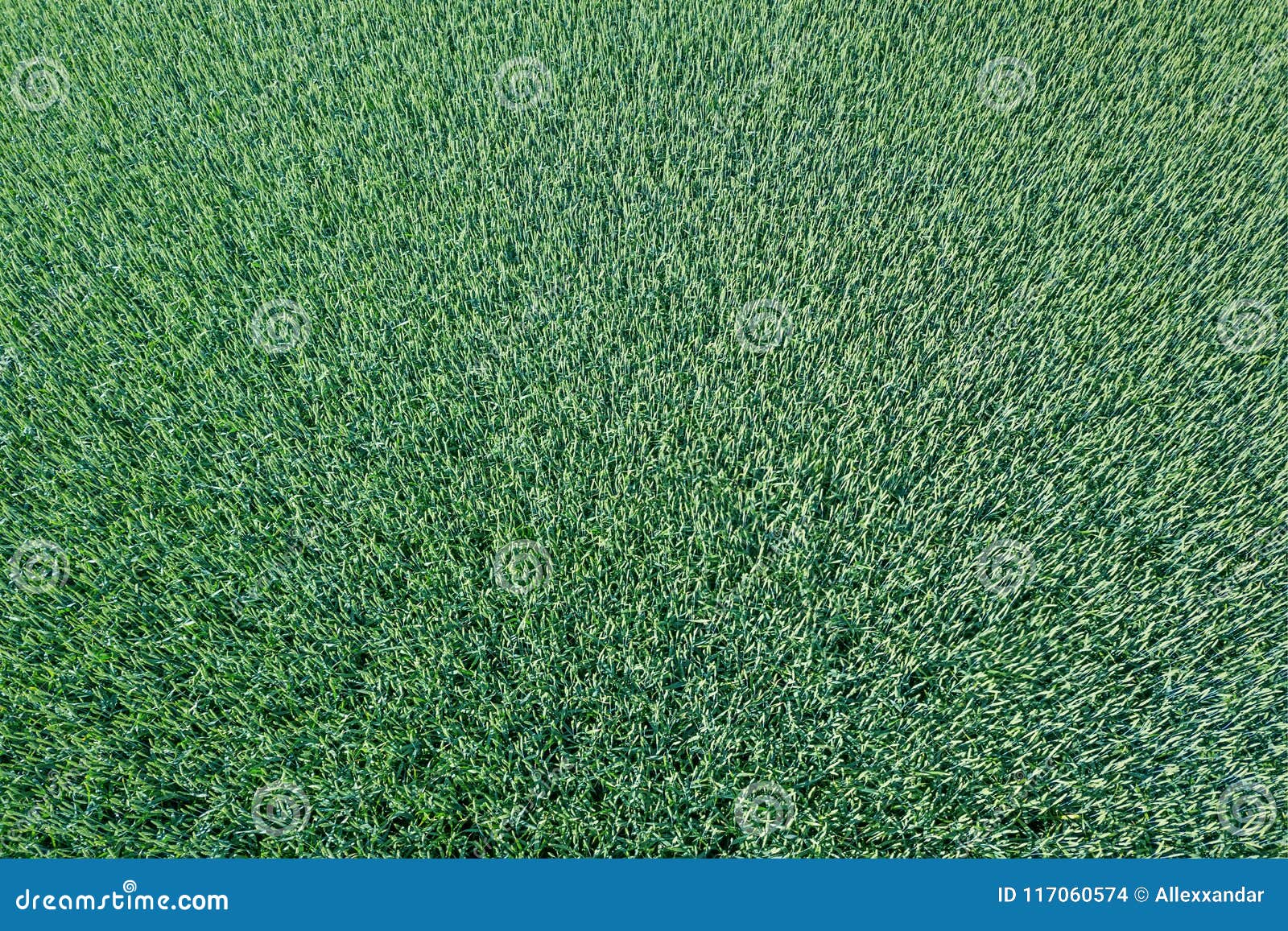 Young Green Grain Top View. Green Wheat Stock Photo - Image of outdoor ...