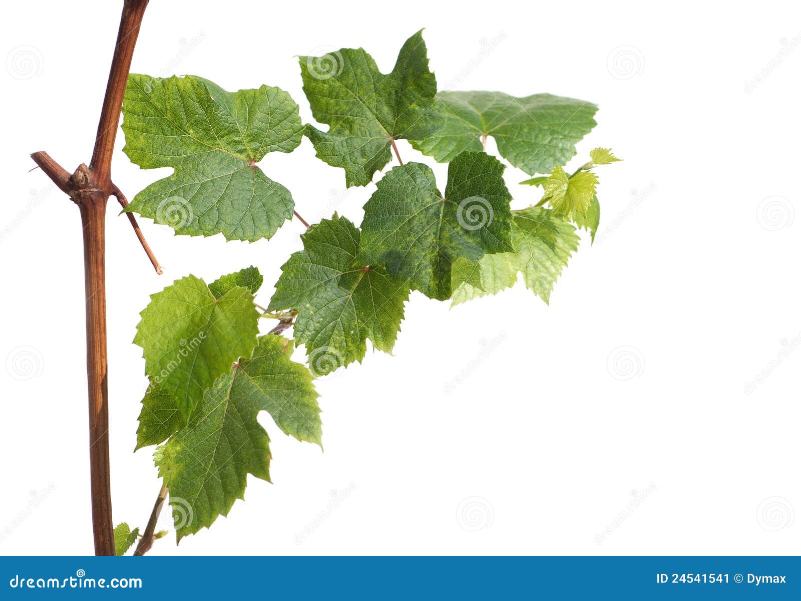 Young Green Grape Branch Isolated on White Stock Image - Image of ...