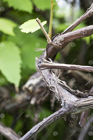 Young Green Grape Branches in the Springtime. Grape Trunk Stock Image ...