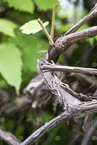 Young Green Grape Branches in the Springtime. Grape Trunk Stock Image ...