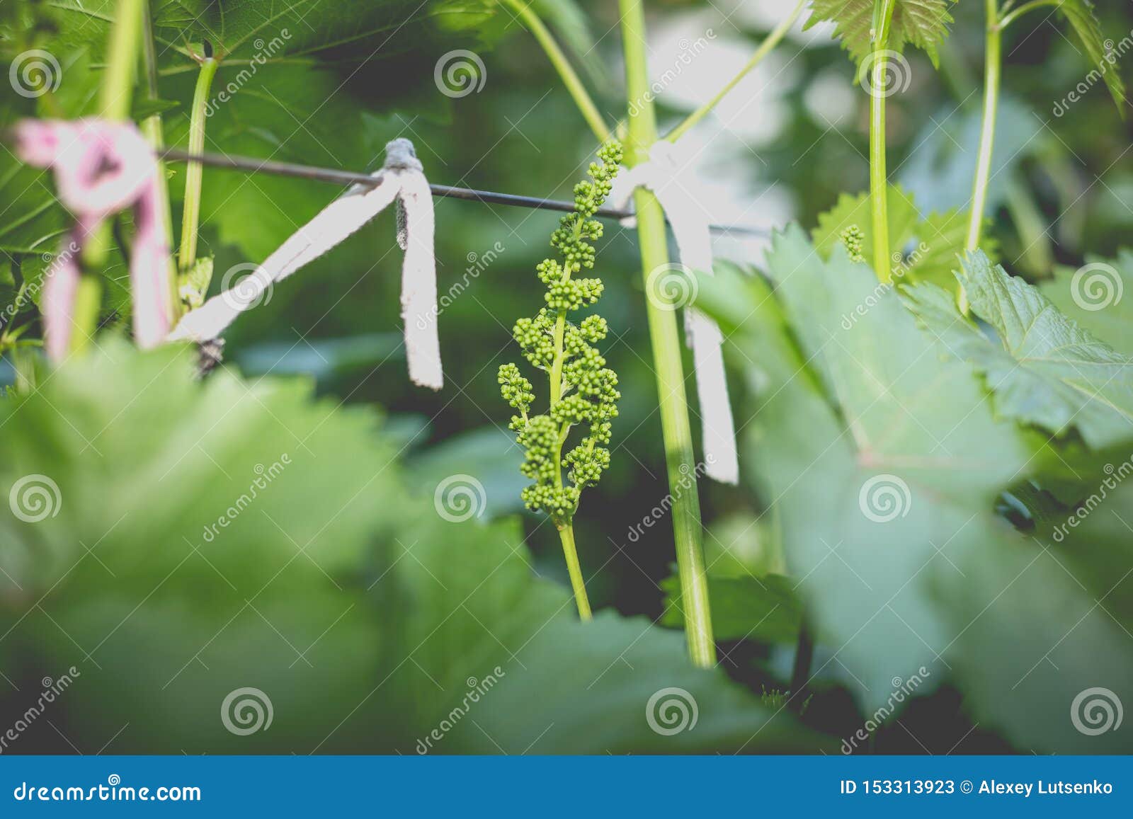 Young Green Grape Branches on the Vineyard in Spring Time Stock Image ...