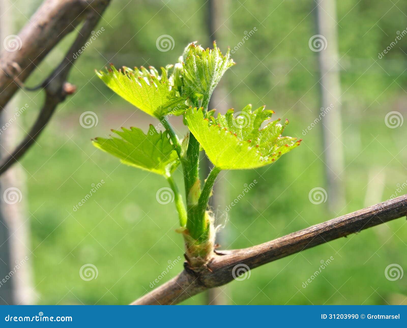 Young green grape sprout. stock photo. Image of fresh - 31203990