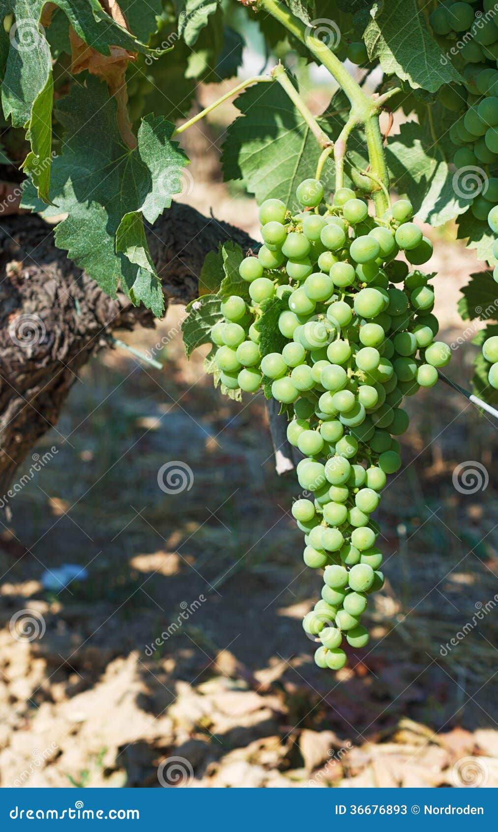 Young green grape stock image. Image of crop, grape, nature - 36676893