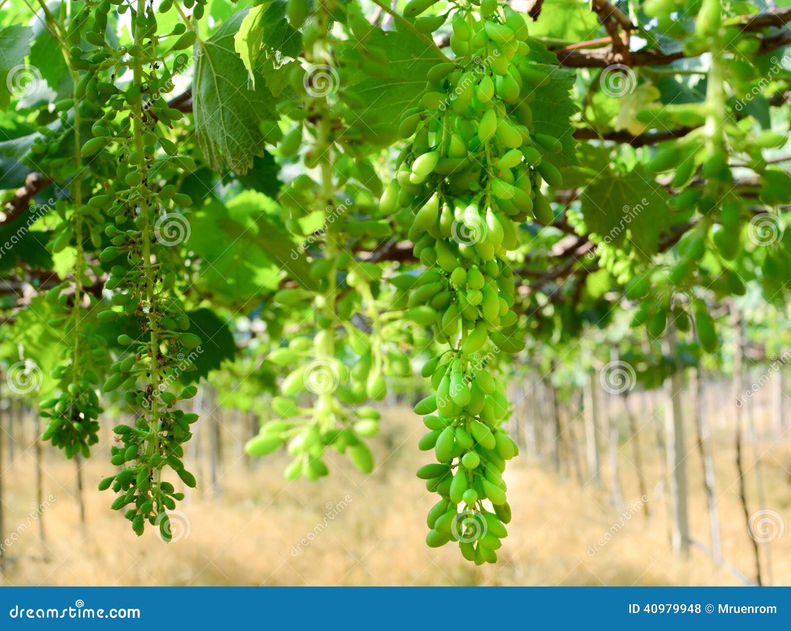 Young green grapes stock photo. Image of small, grapes - 40979948