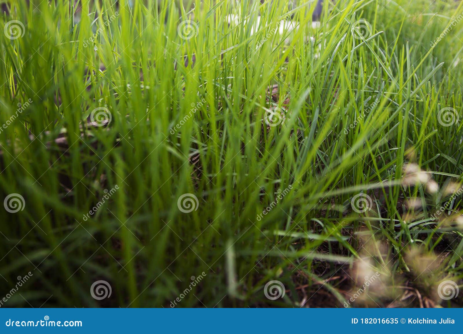 Young Green Grass Bushes in the Ground Stock Image - Image of grass ...