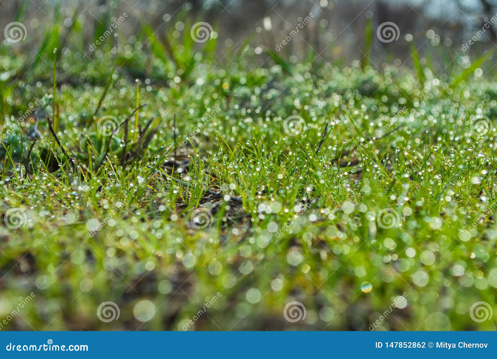 Young Green Grass with Dew Drops on Spring Morning. Stock Photo - Image ...