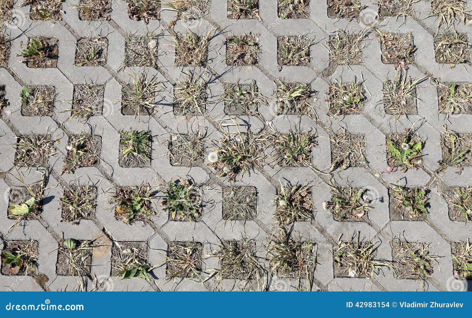 Young Green Grass Grows from the Concrete Structure Stock Photo - Image ...