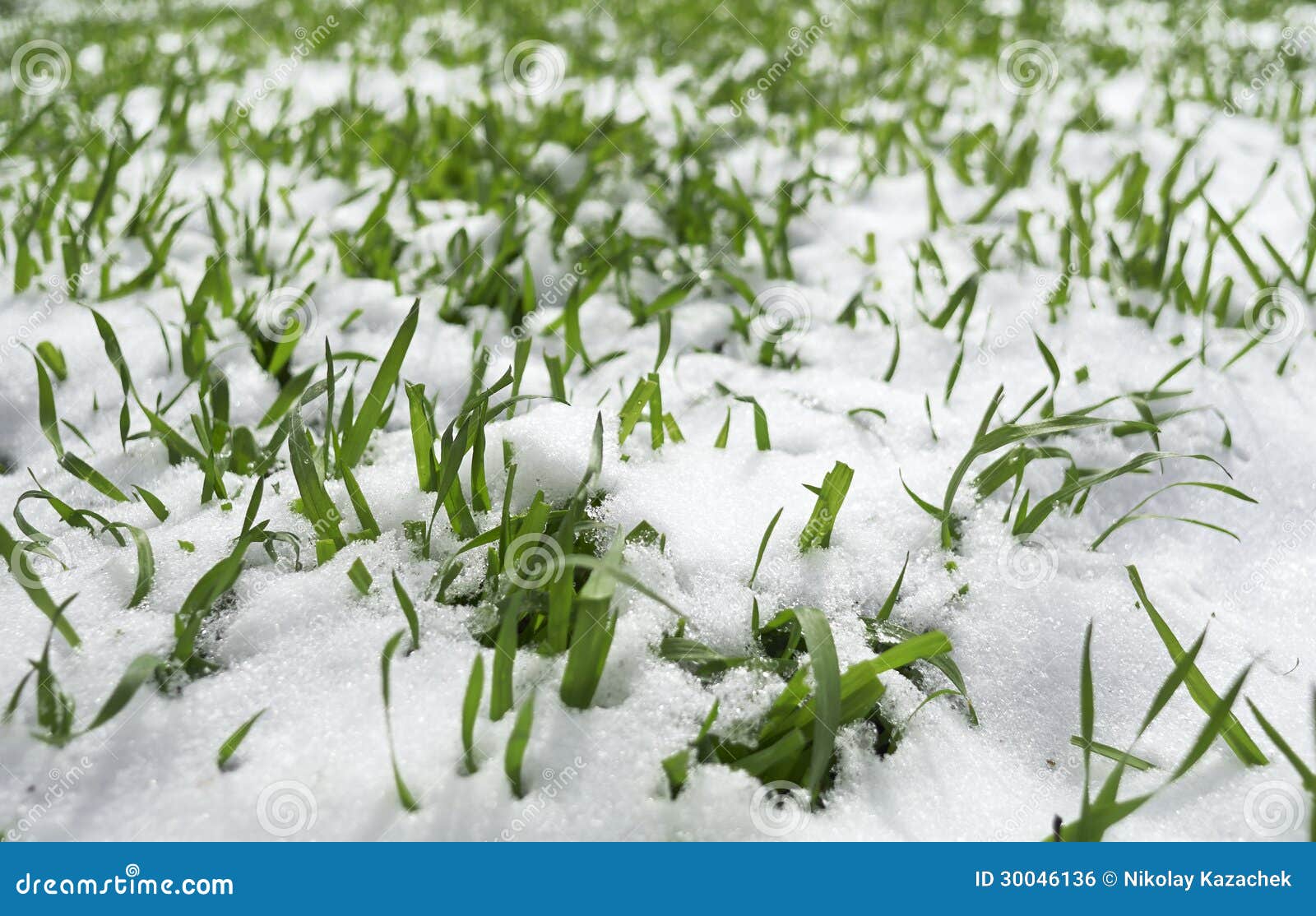 Grass in the snow stock photo. Image of color, park, plant - 30046136