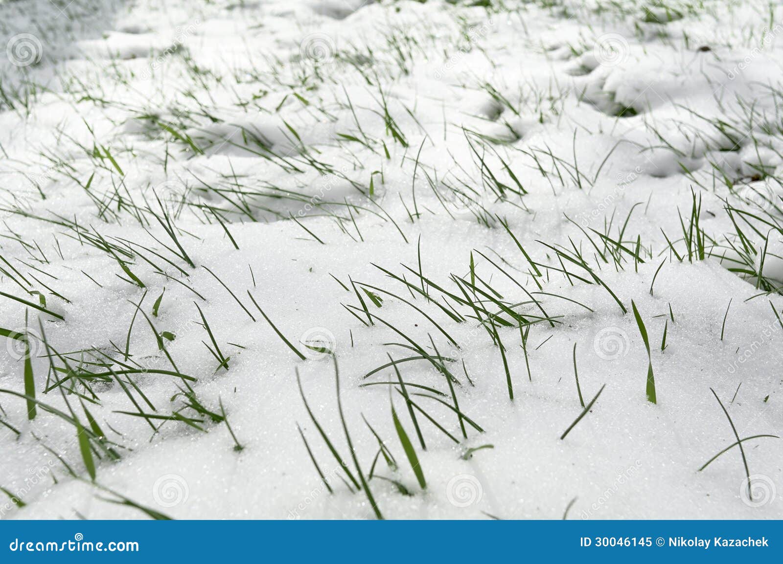Grass in the snow stock image. Image of blossom, leaves - 30046145