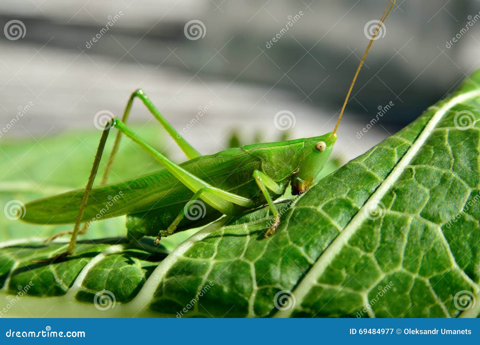 Young, Green Grasshopper Eats the Leaves in the Garden Stock Image ...