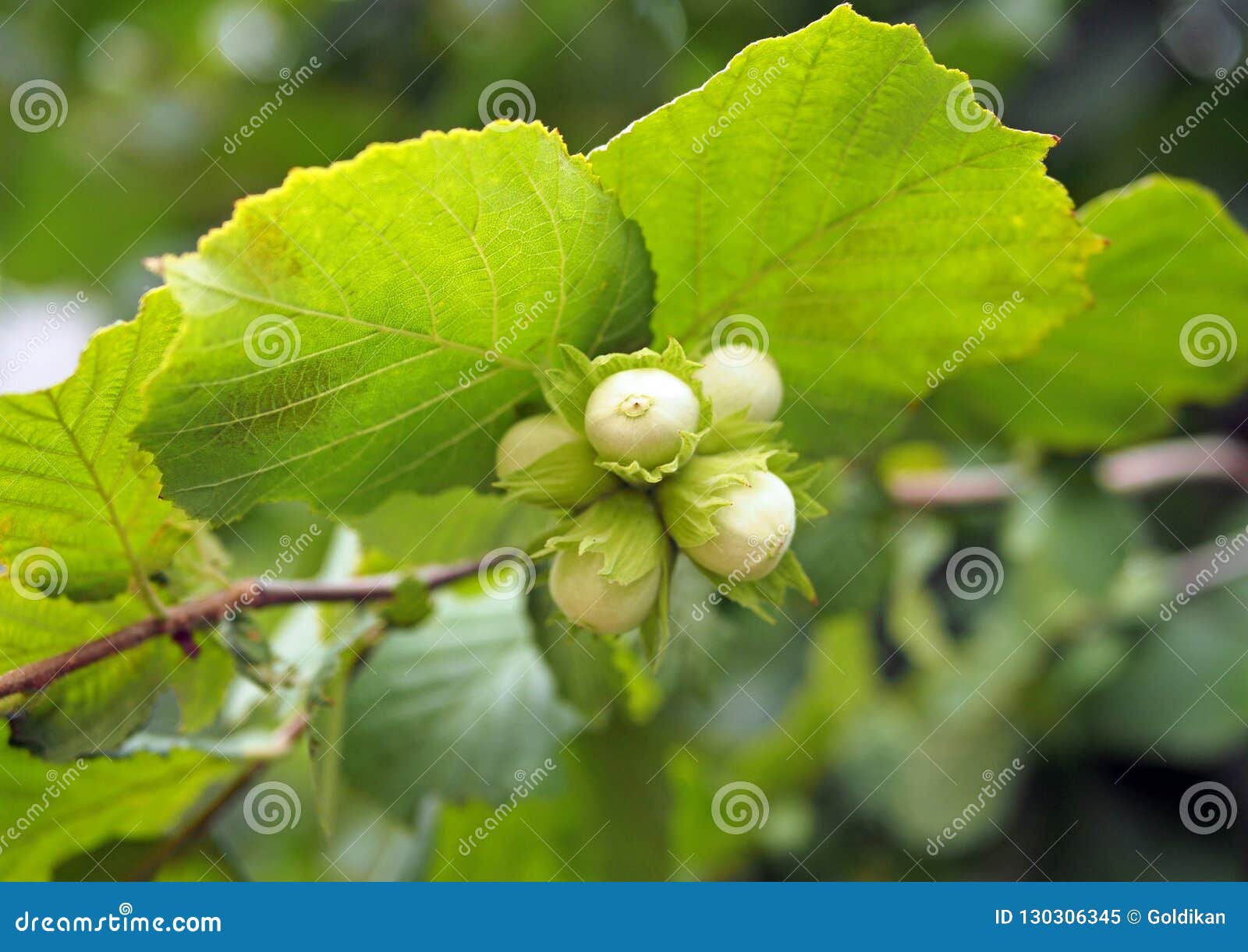 Young Green Hazelnuts on the Branches Stock Image - Image of natural ...