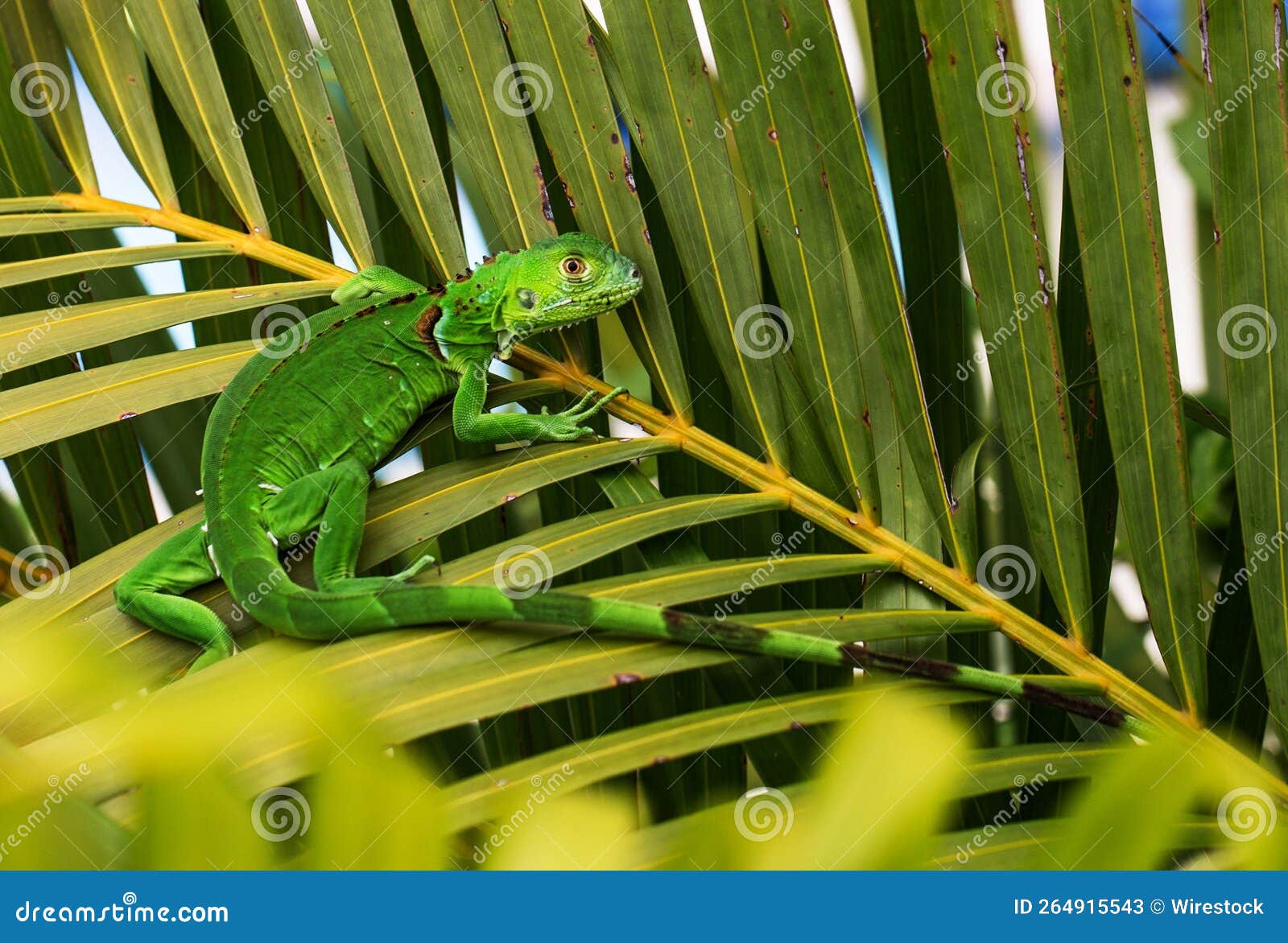 Young Green Iguana on a Palm Leaf Showing Its Tail Stock Image - Image ...