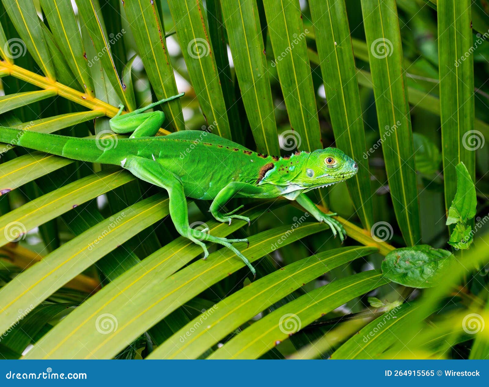 Young Green Iguana on a Palm Leaf Showing Its Tail Stock Image - Image ...