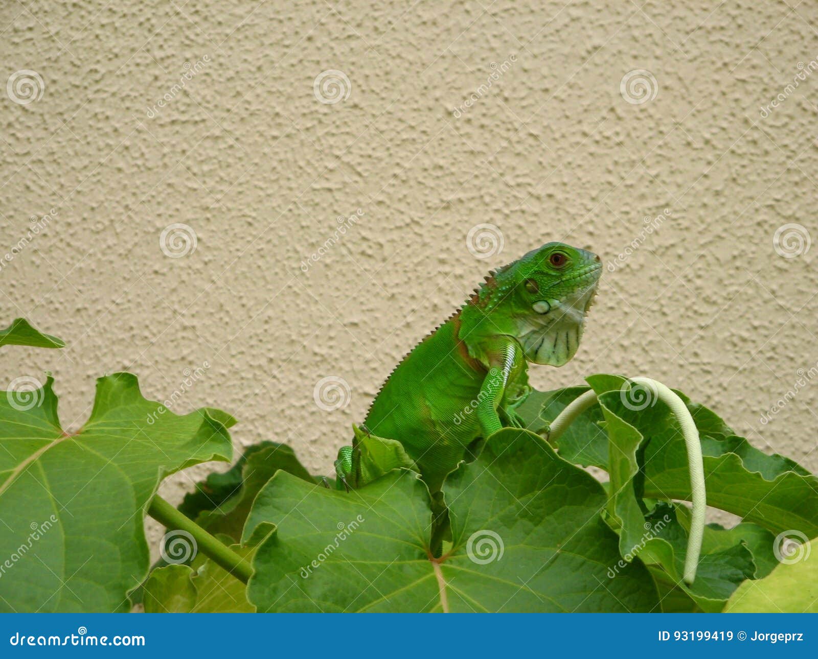 Young Green Iguana on Tree Branches. Stock Image - Image of lizard ...