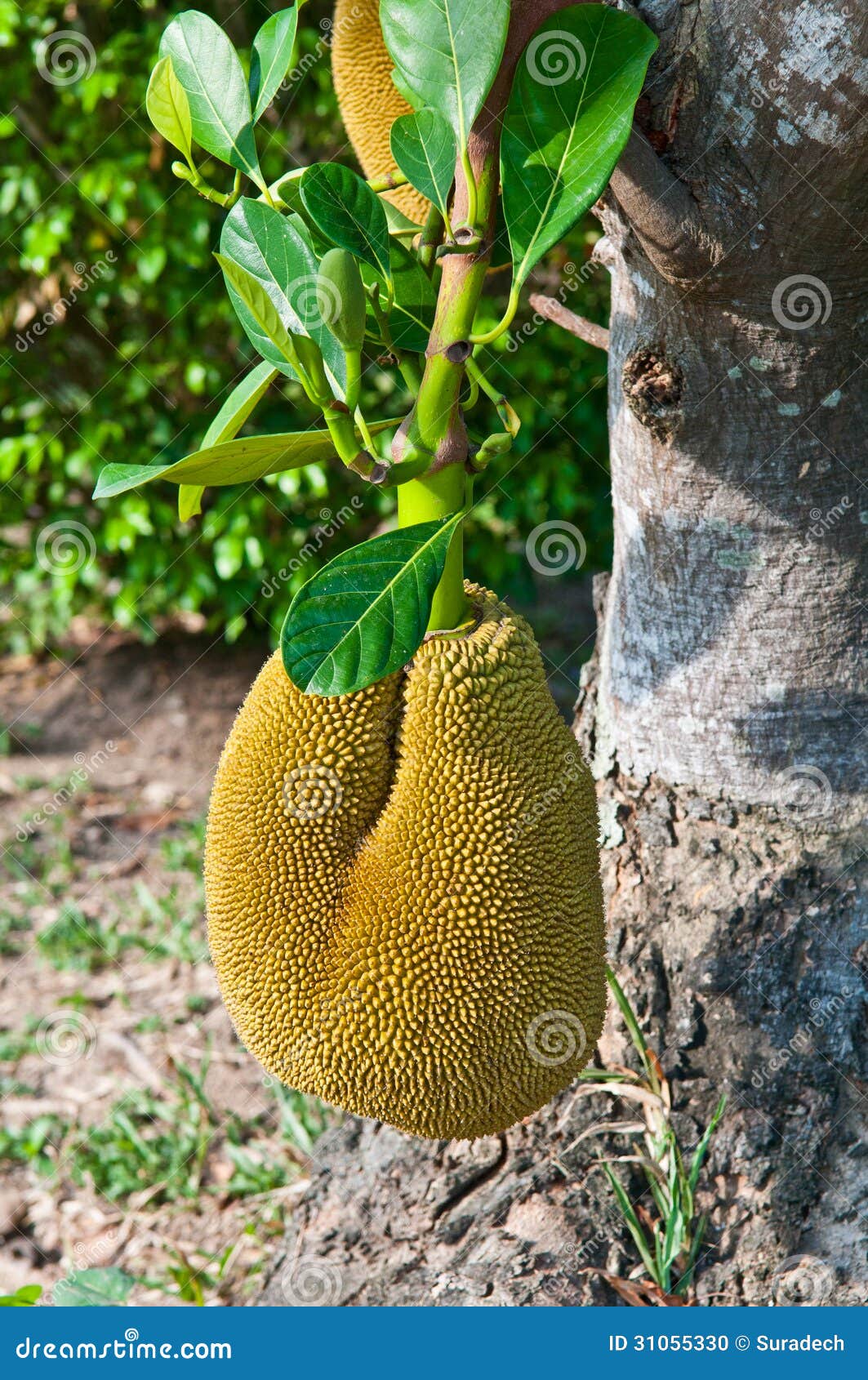 Young Green jackfruit stock photo. Image of nature, jackfruit - 31055330