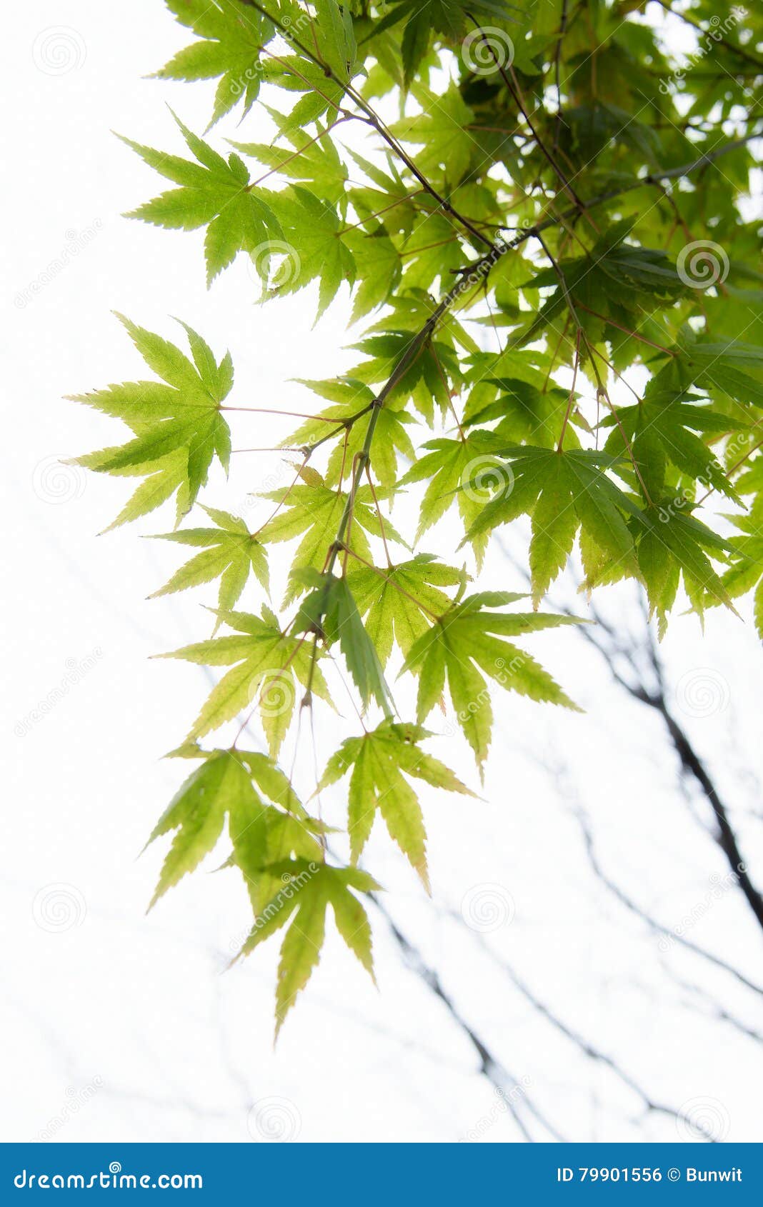 Young Green Japanese Maple Tree Leaves Illuminated by Sunlight ...