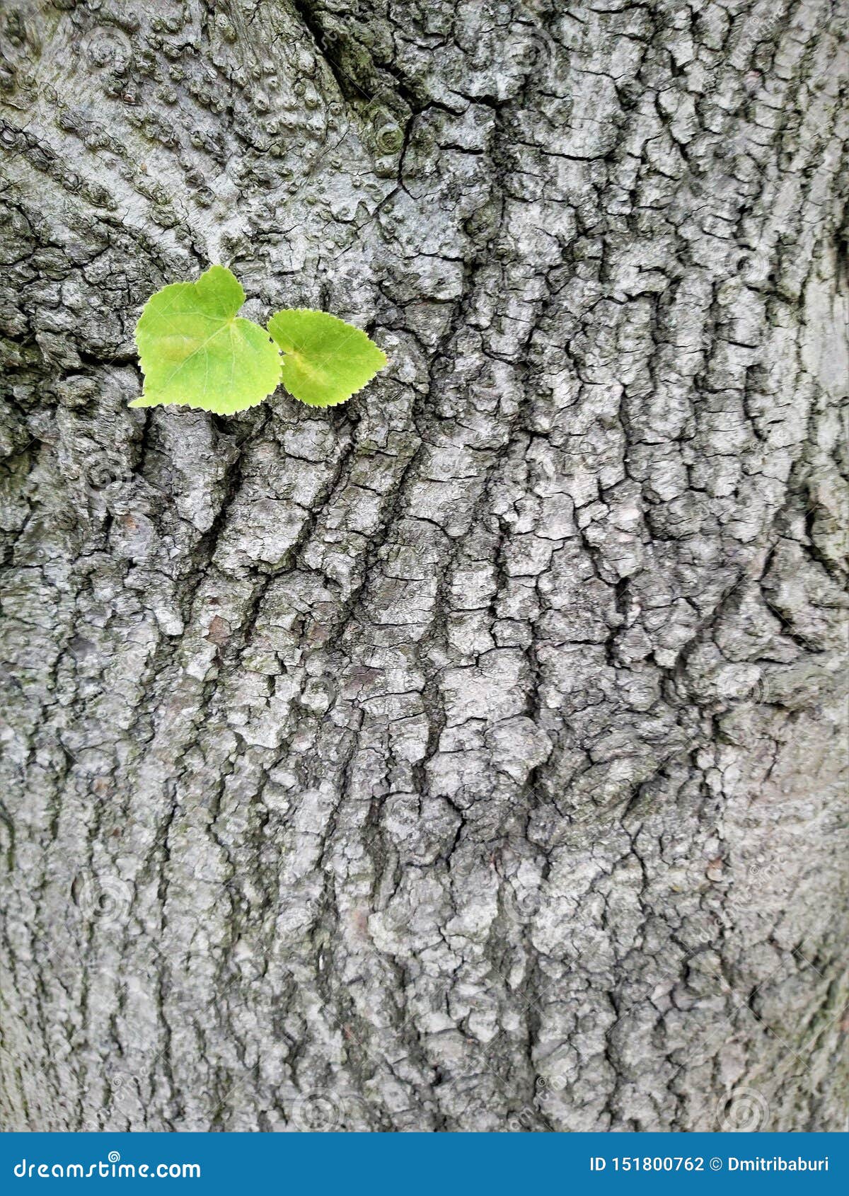 Young Green Leaf on the Bark of an Old Linden Tree in a Vertical ...