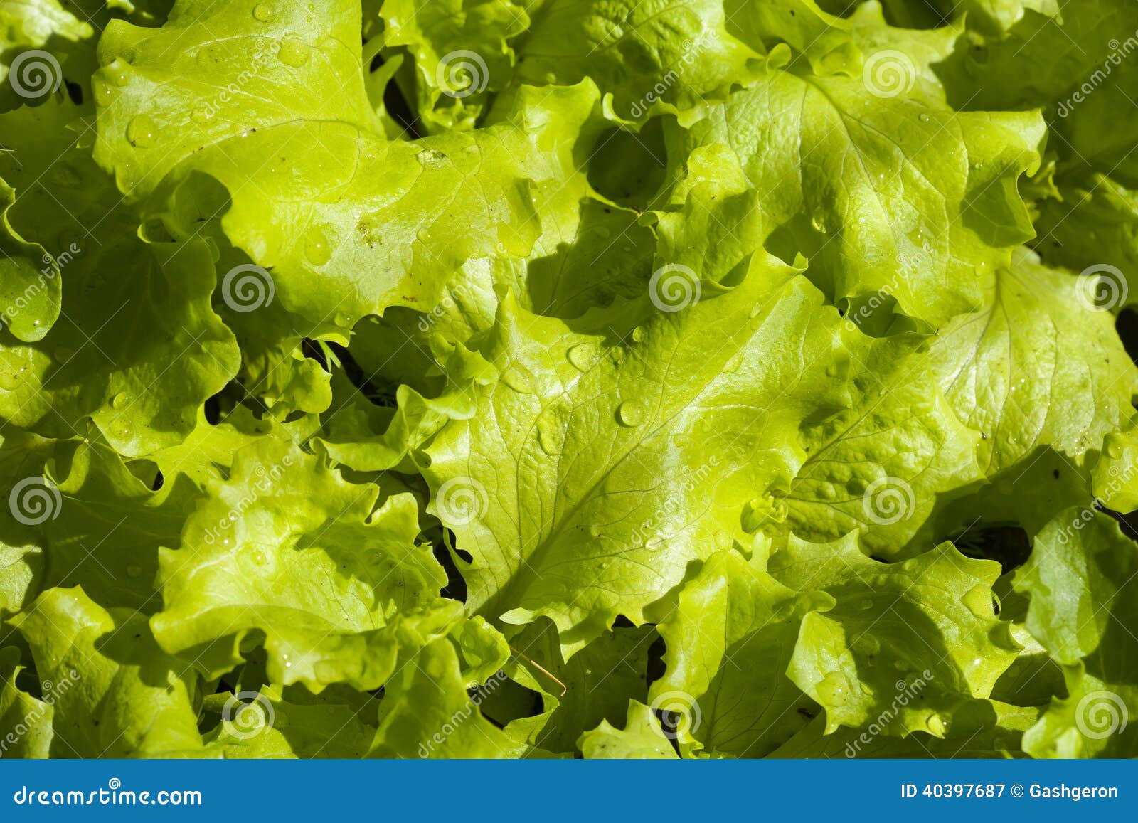 Young Green Leaf of Lettuce. Stock Image - Image of field, vegetarian ...