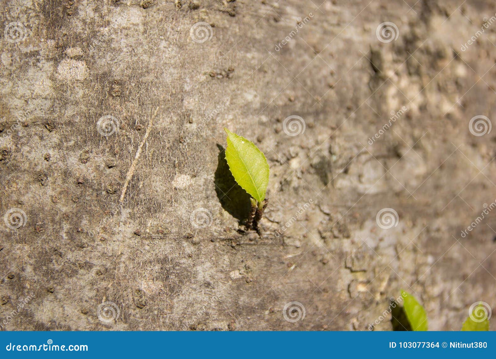 Young Leaf of Tree Growth on Side of Big Tree Stock Photo - Image of ...