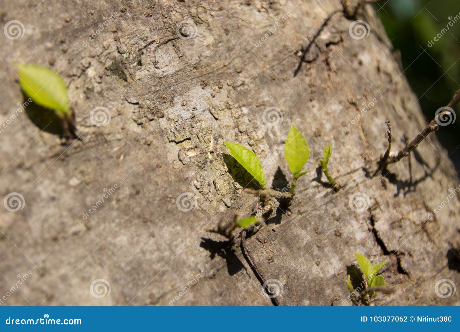 Young Leaf of Tree Growth on Side of Big Tree Stock Photo - Image of ...