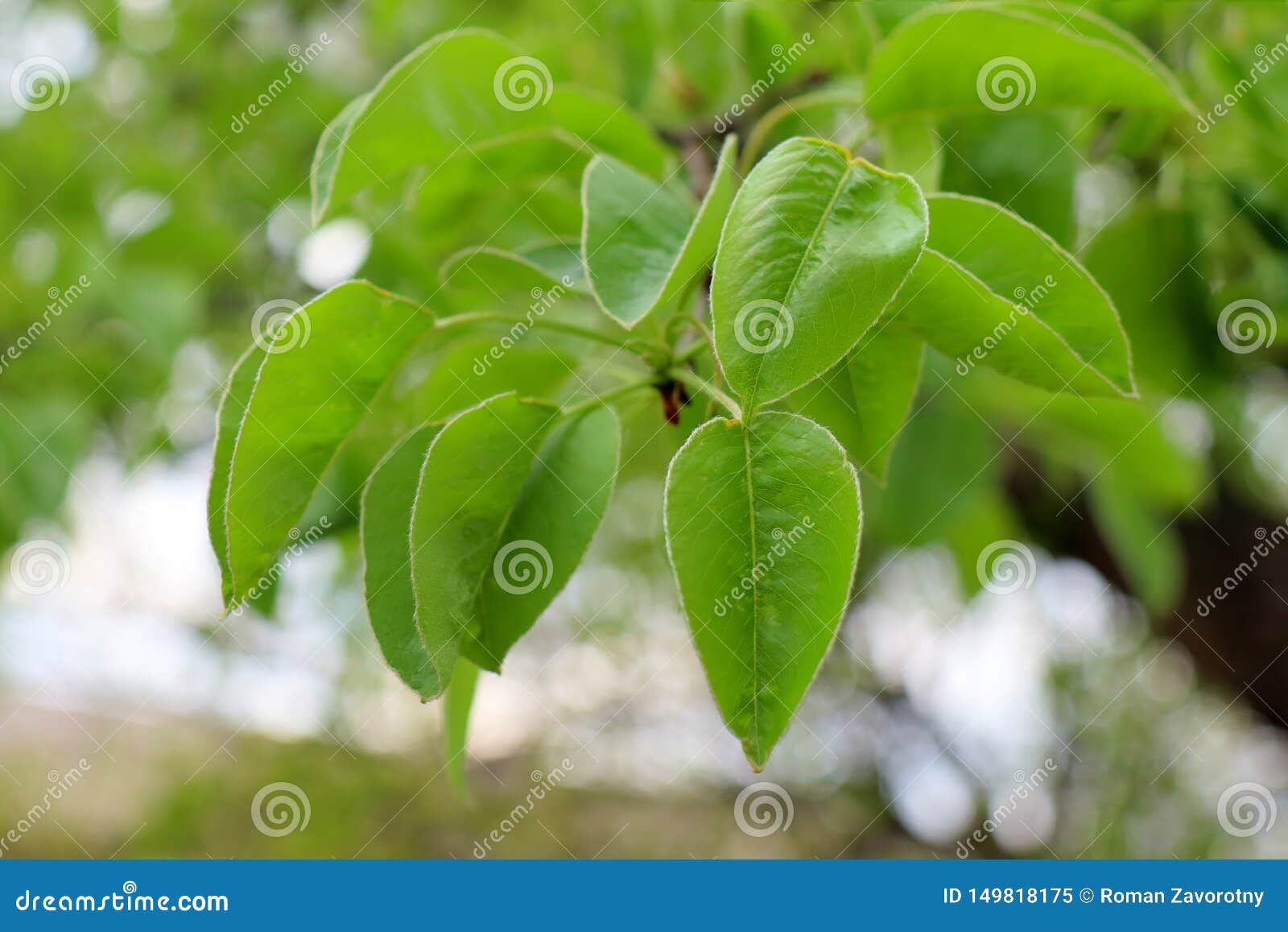 Young Green Leaves of a Pear Tree of the Earth and Grass in the Spring ...