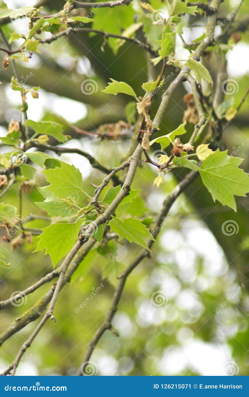Young Green Leaves on Small Branches of a Tree. Stock Image - Image of ...