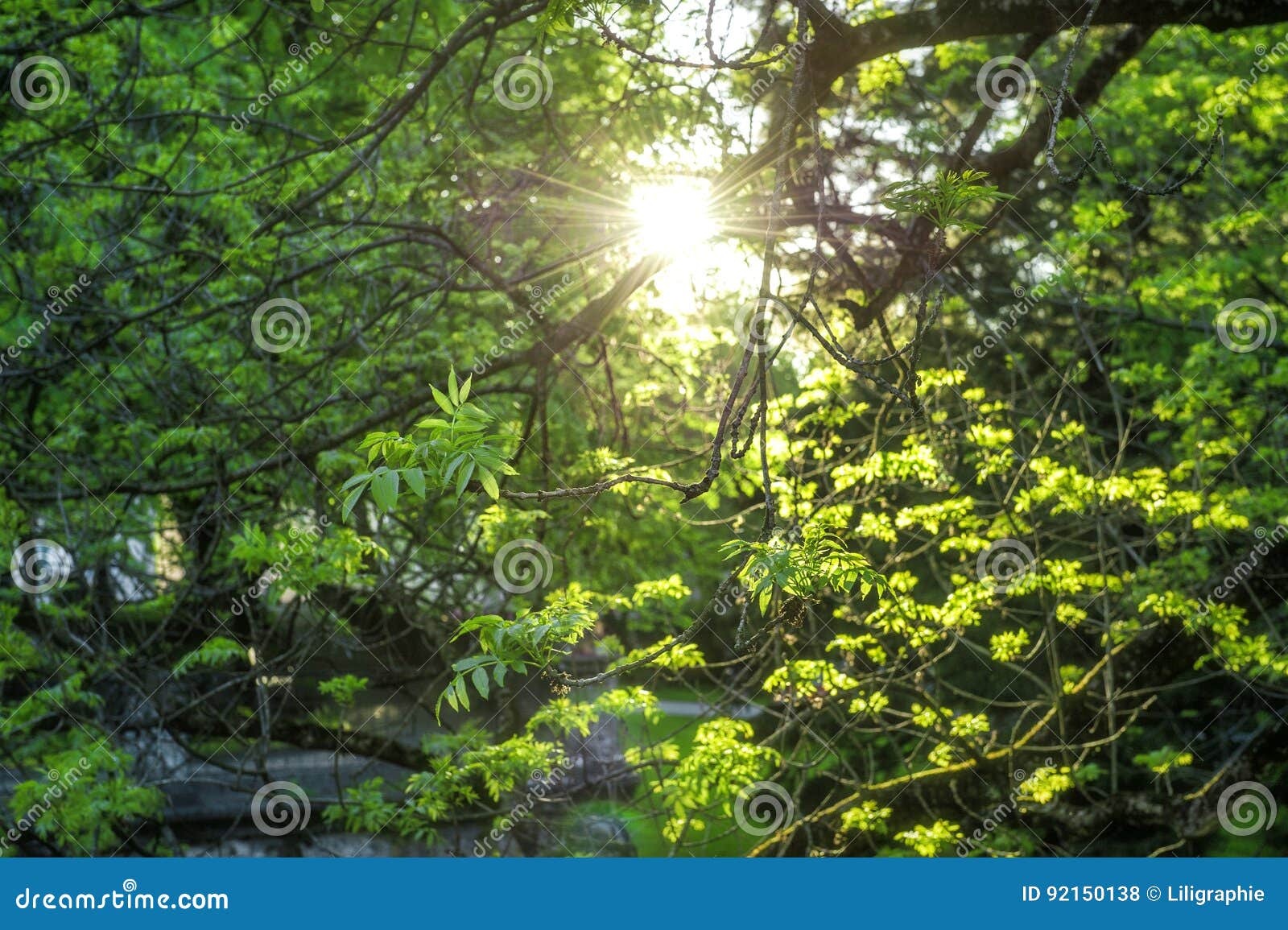 Young Green Leaves Sun Rays Spring Time Sunset Stock Photo - Image of ...