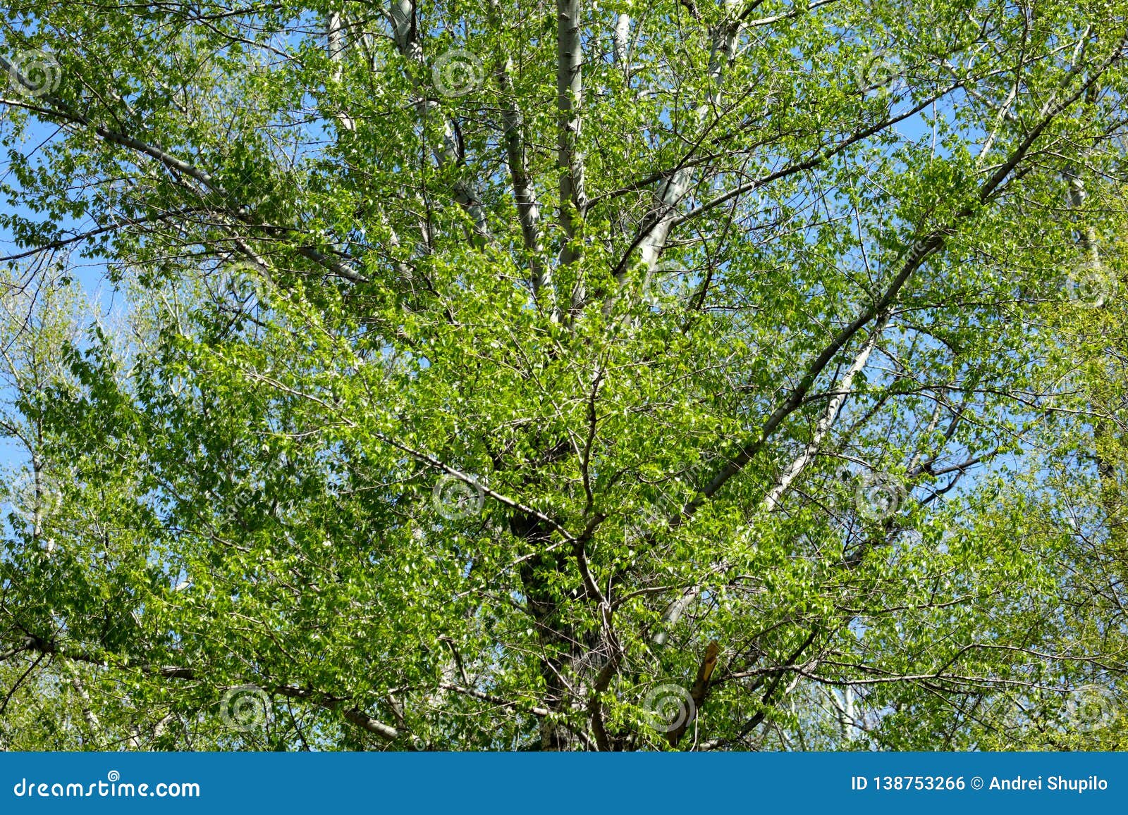 Young Green Leaves on a Tree in Spring Stock Photo - Image of branch ...