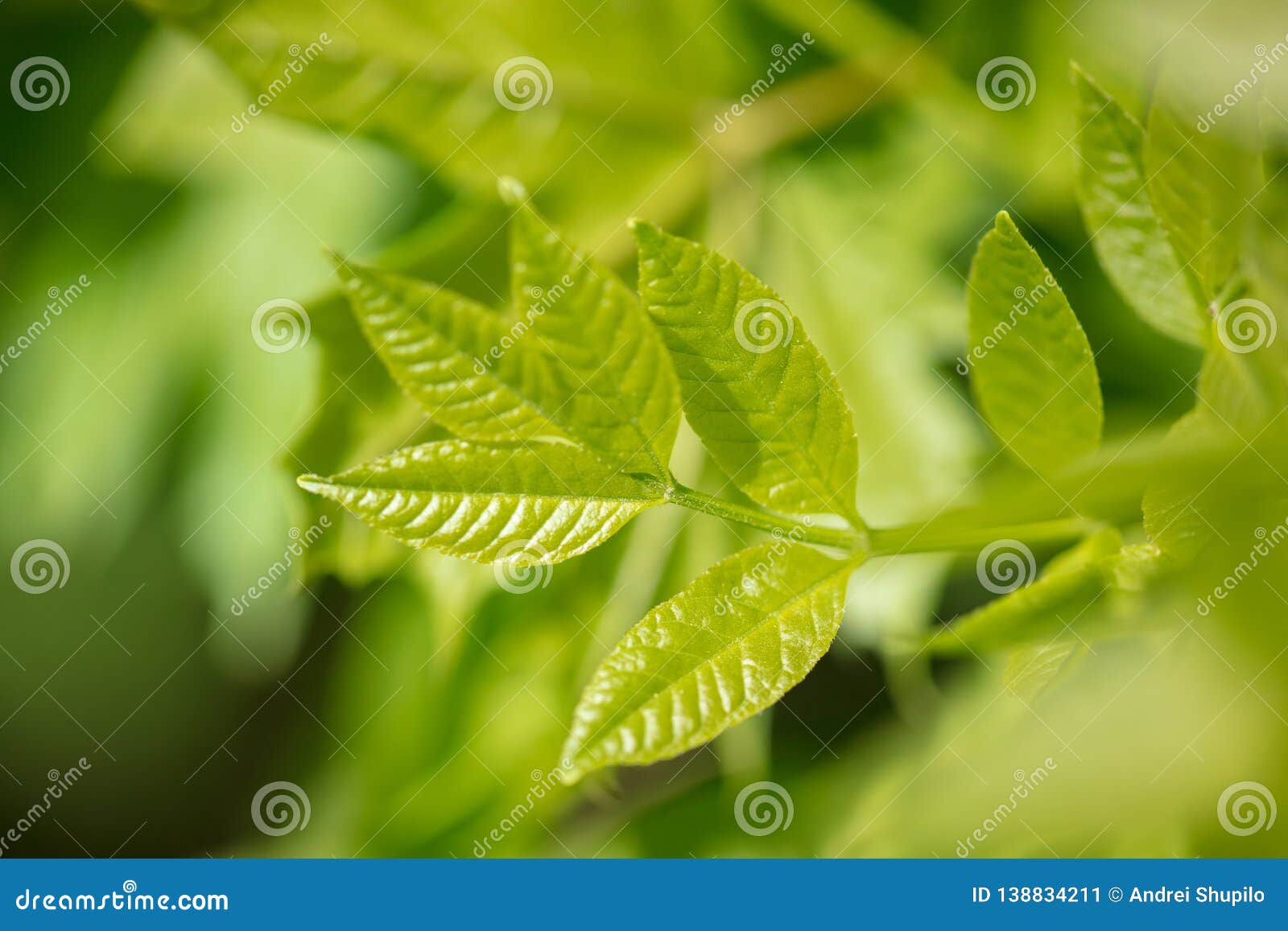 Young Green Leaves on a Tree in Spring Stock Image - Image of culture ...