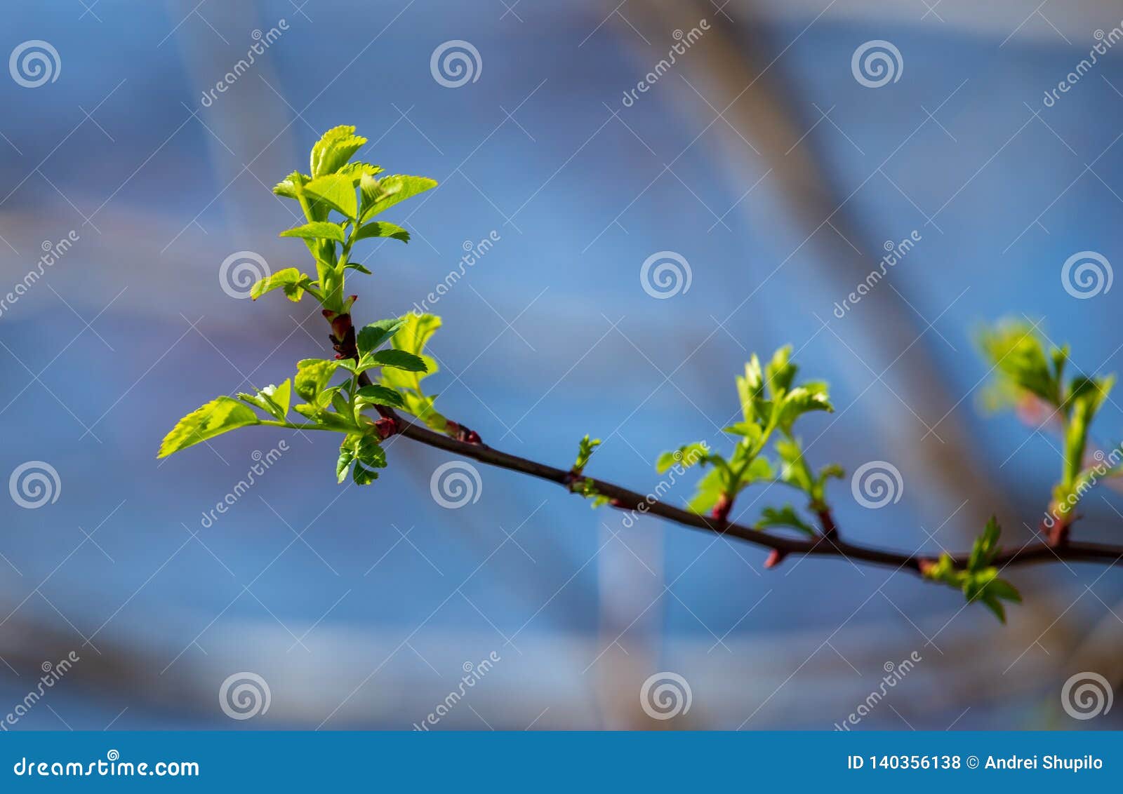 Young Green Leaves on a Tree in Spring Stock Photo - Image of botany ...