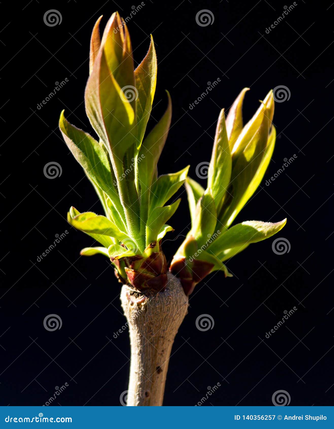 Young Green Leaves on a Tree in Spring Stock Image - Image of tree ...