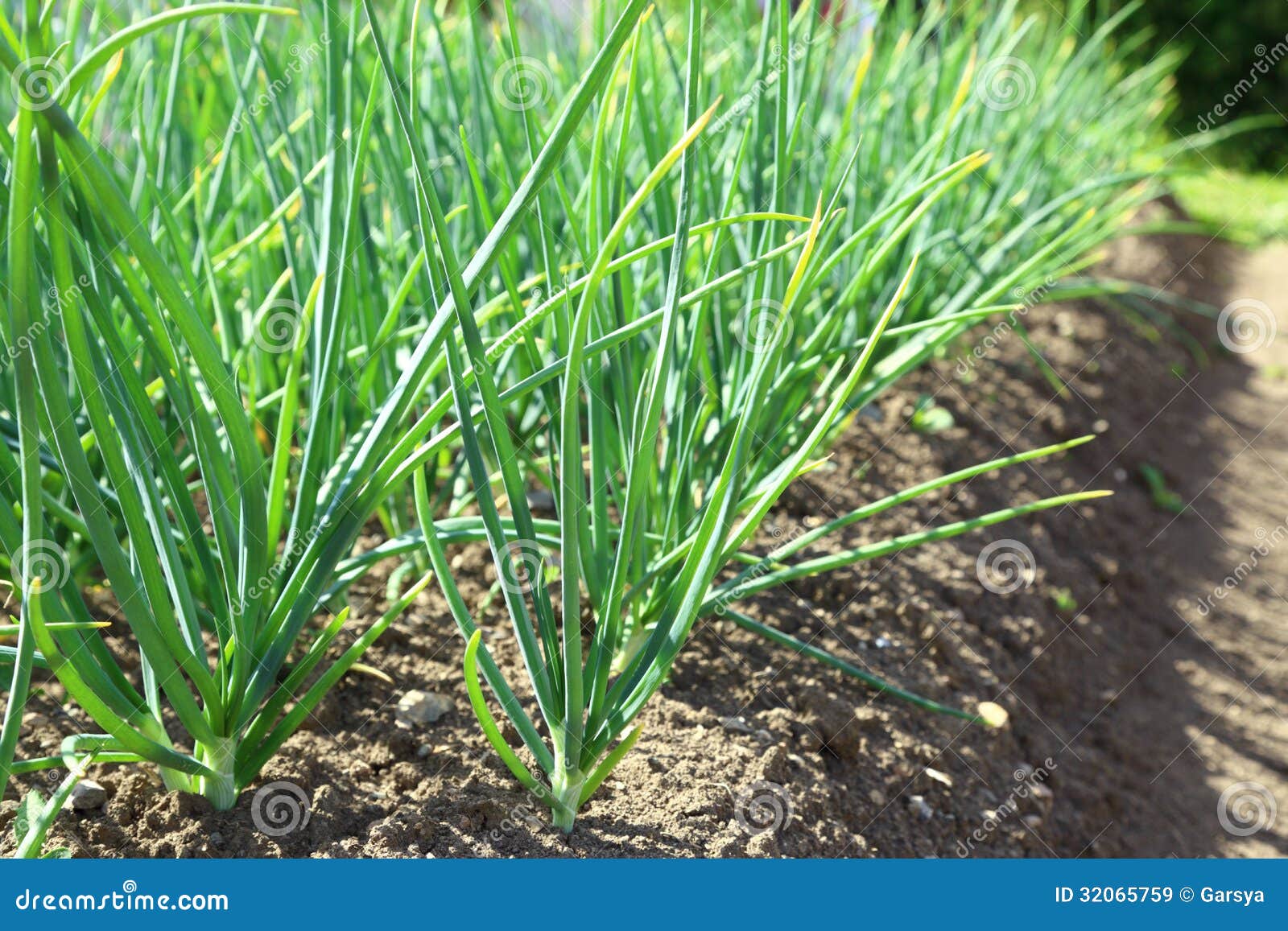 Young green leek stock image. Image of green, biology - 32065759