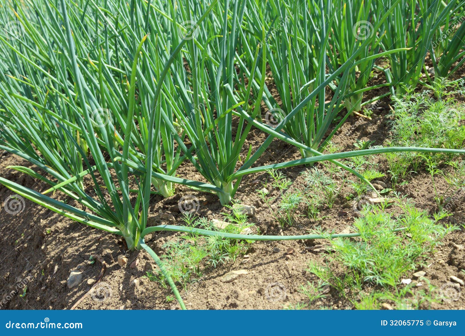 Young green leek stock image. Image of branch, leek, closeup - 32065775