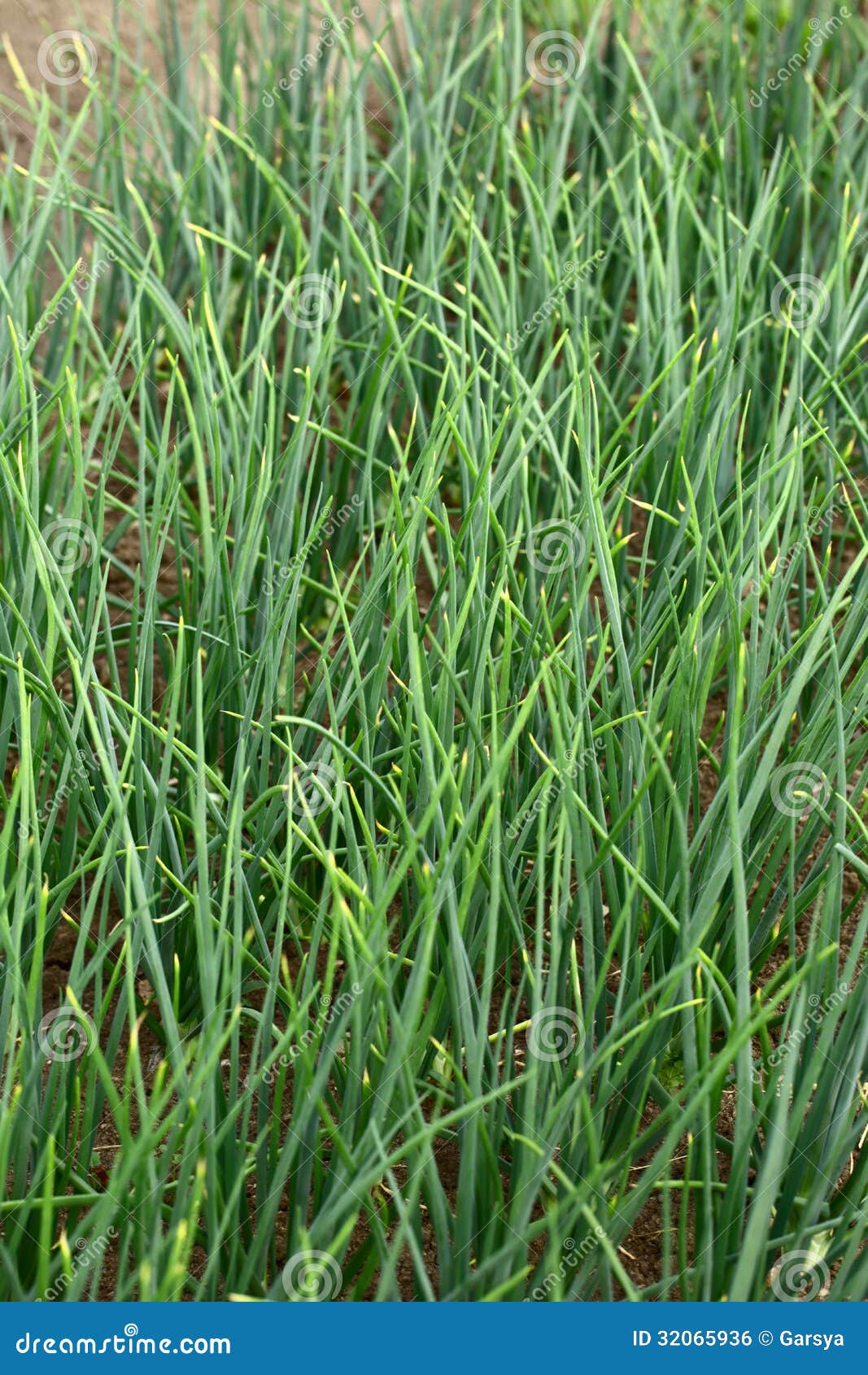 Young green leek stock photo. Image of outdoor, health - 32065936