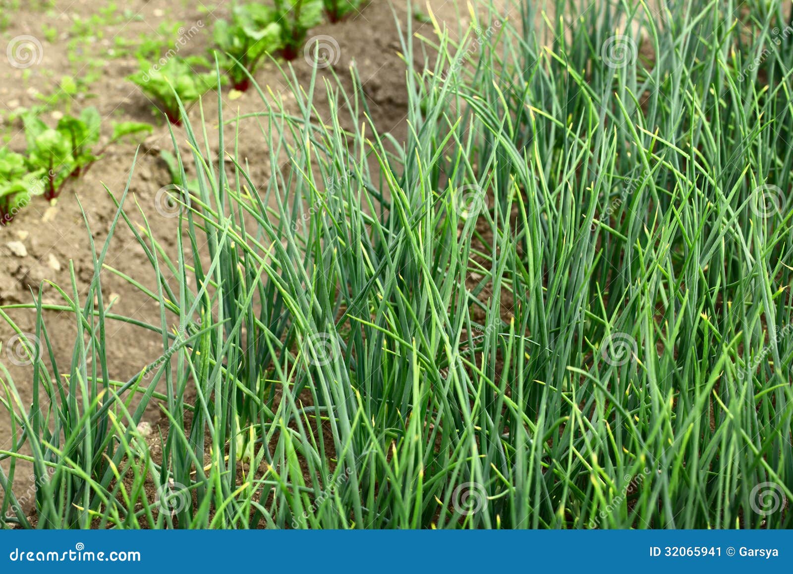 Young green leek stock image. Image of land, countryside - 32065941